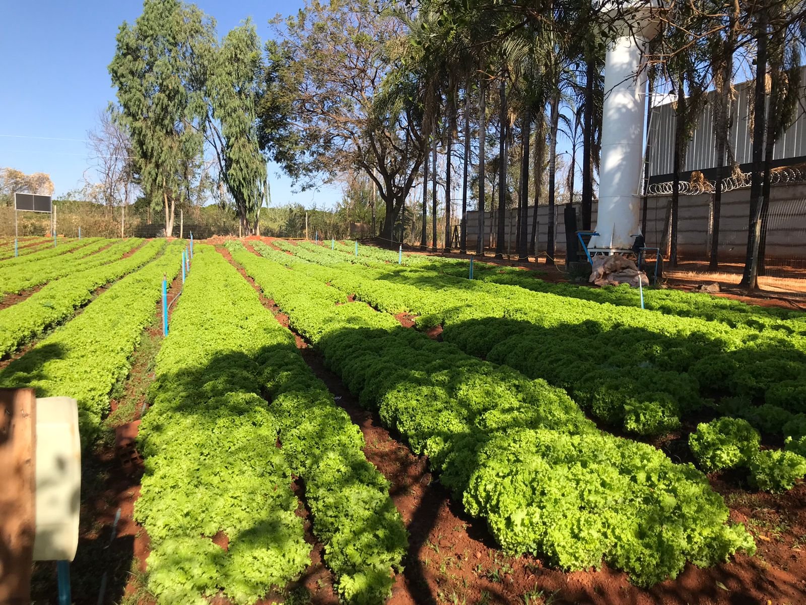 Hortas comunitárias alimentam e geram renda, em Patos de Minas | Clube ... Hortas comunitárias alimentam e geram renda, em Patos de Minas | Clube ...